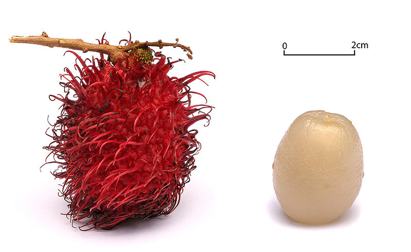 LAMAN-SERi : MeNCaRi KeReDHaaN-MU: Rambutan