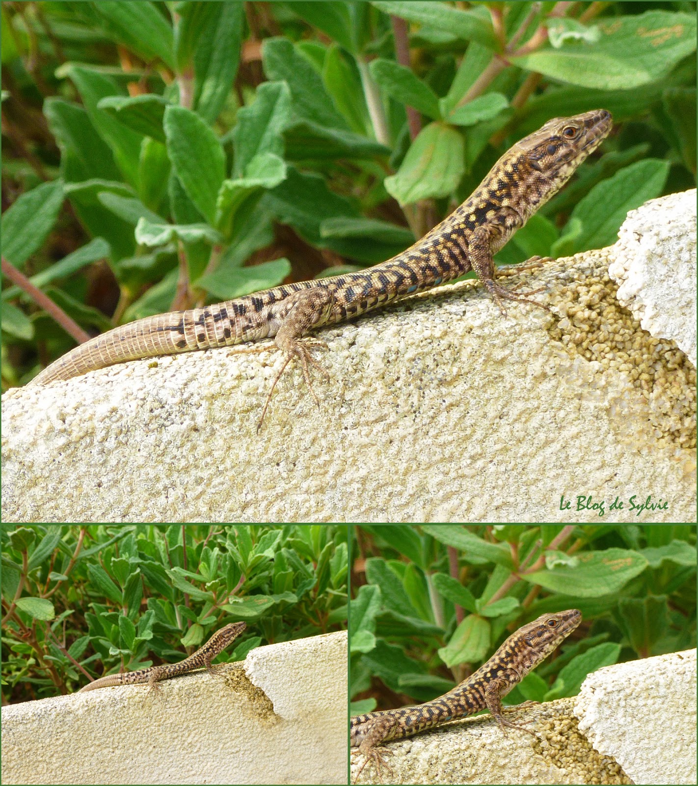 Le Blog de Sylvie: Petit Lézard