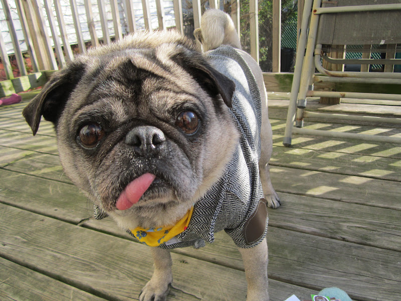 Urban Hounds: Pug History-William the Silent and Pompey