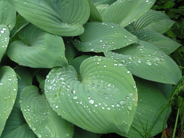 Ogród Tamaryszka: HOSTY - ROŚLINY DO CIENIA