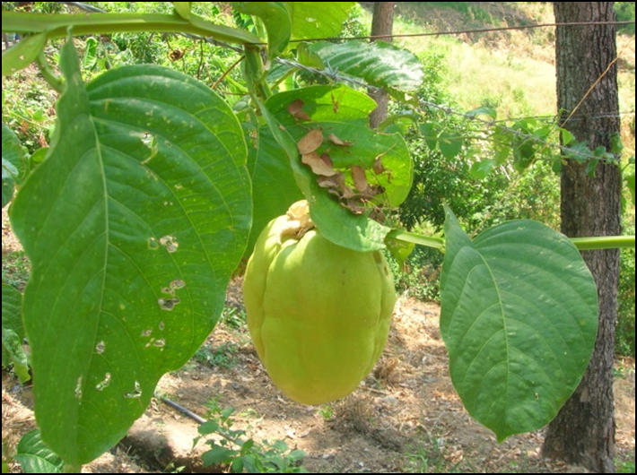 Los Gavirias de Sopetrán: La badea en el rincón de las frtas