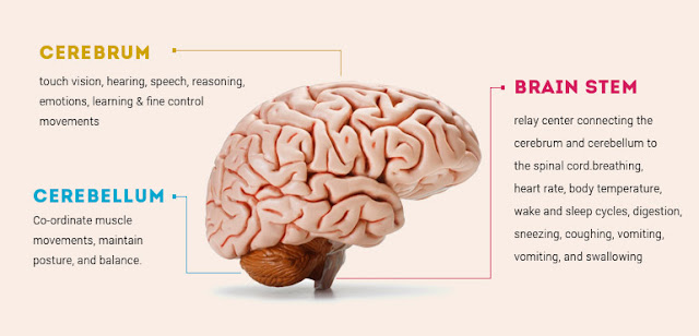 COGNITIVE FUNCTION - BRAIN