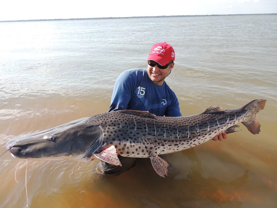 Hermoso ejemplar de Surubí pescado en Itá Ibaté revolucionó las redes ...