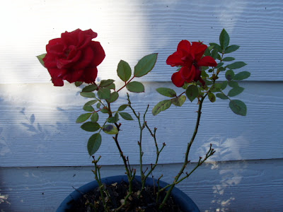 Sizzling Indian Recipes.....: Gulab / Rose -- One month lifespan of a ...