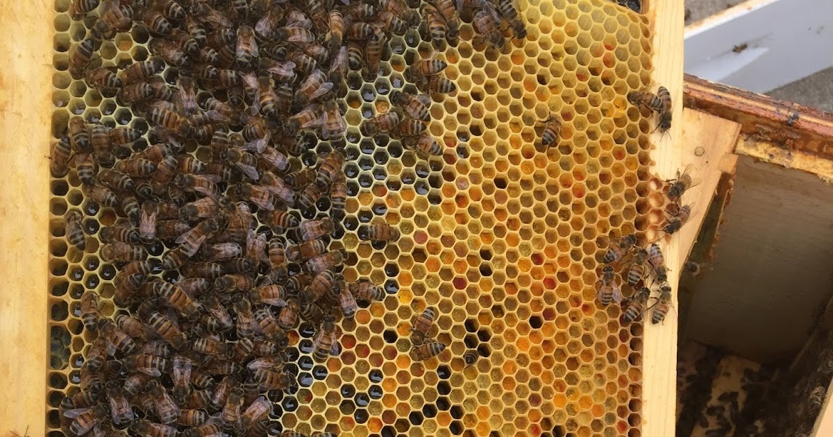 Heather's Honeybees: OTS Queen Rearing gearing up!