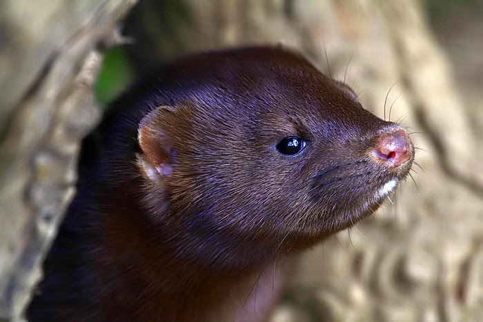 FOTO NATURA HUESCA 2: MUSTÉLIDO Mustelidae Johann Gotthelf Fischer von ...