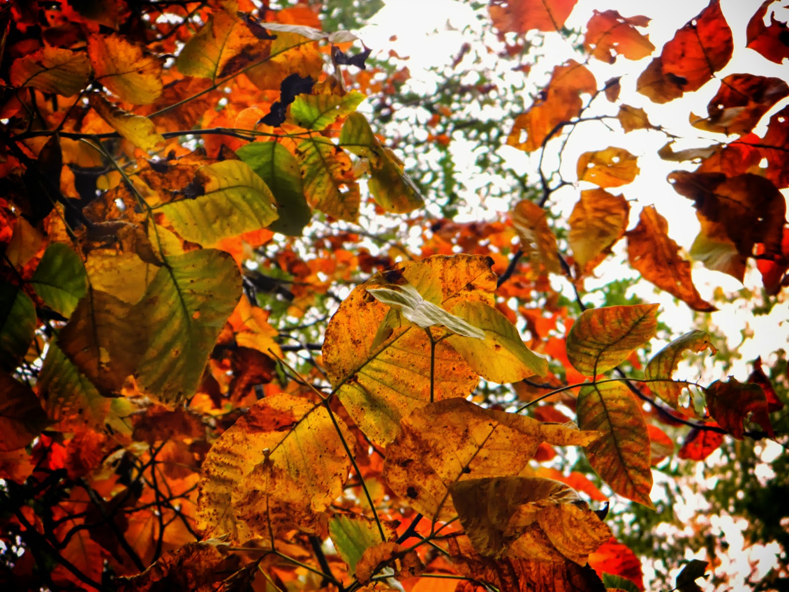 Fall Day October 8th, 2012