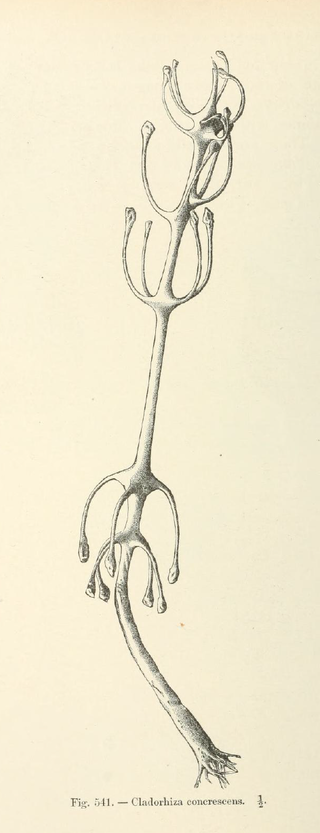 Artes de Pesca: CHONDROCLADIA