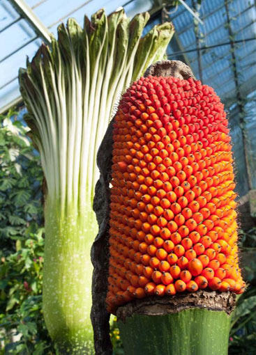 Hamparan Seni: Bunga Bangkai Amorphophallus