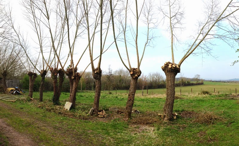 michael fairfax: Pollarding Willows at Dove Studios