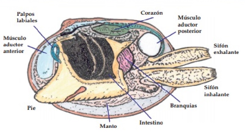 Adaptaciones Morfológicas de los Invertebrados
