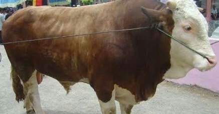 Cara Mengobati Luka dan Abses Pada Sapi dan Ternak Lainnya - Rumah Petani