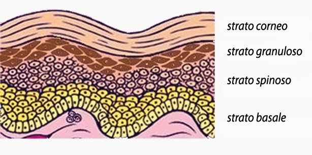 ArteNaturaTrico: Anatomia della Cute e del Capello
