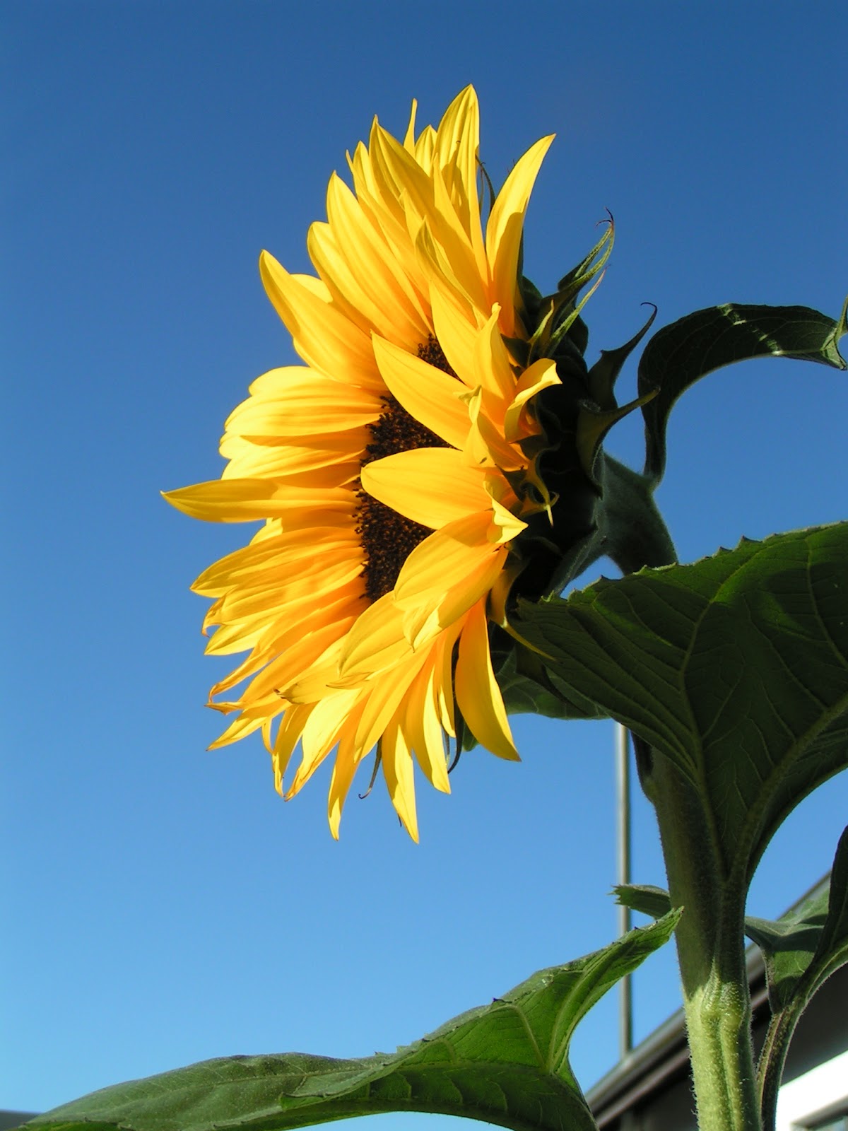 Molly's Maison: Friday flowers - sunflower