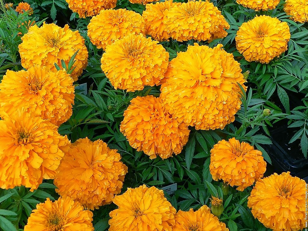 La bataille des fleurs. : Rose d'Inde