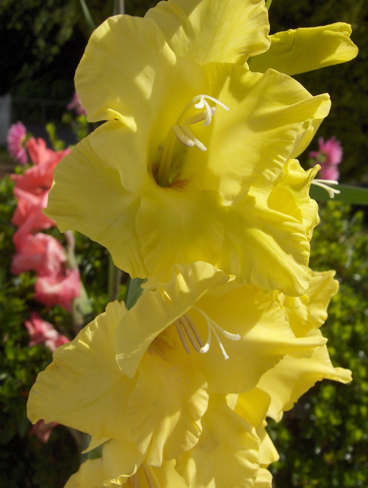 67 Not Out: Cleanse The Mind By Looking At The Flowers