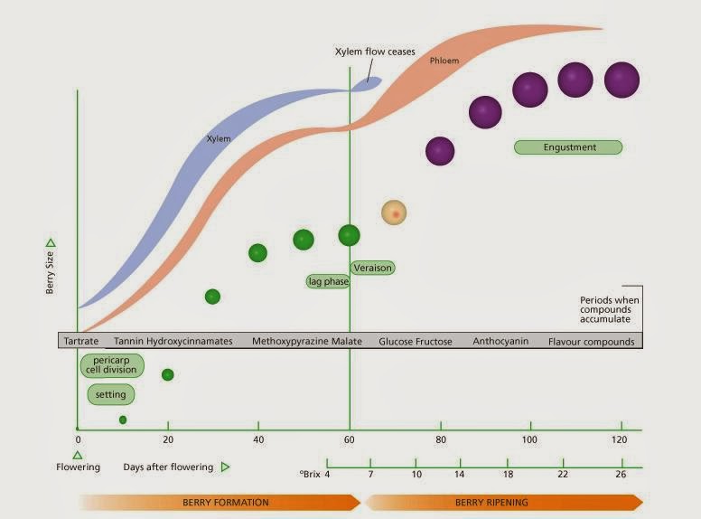 EnoViti: Predicting Harvest Date