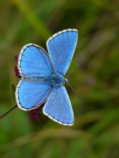 WildlifeTring: Adonis Blue