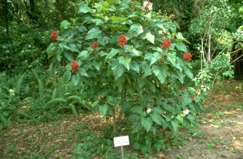 Reforestation and the Medicinal Uses of Trees -Liliana Usvat Research ...