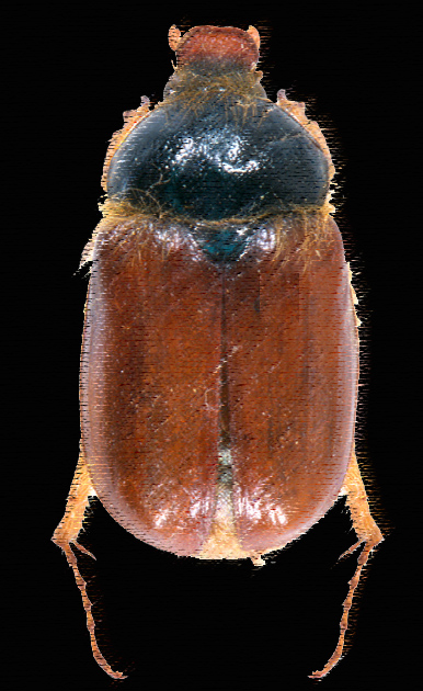 A media cuadra: Abril… Cucarrones mil