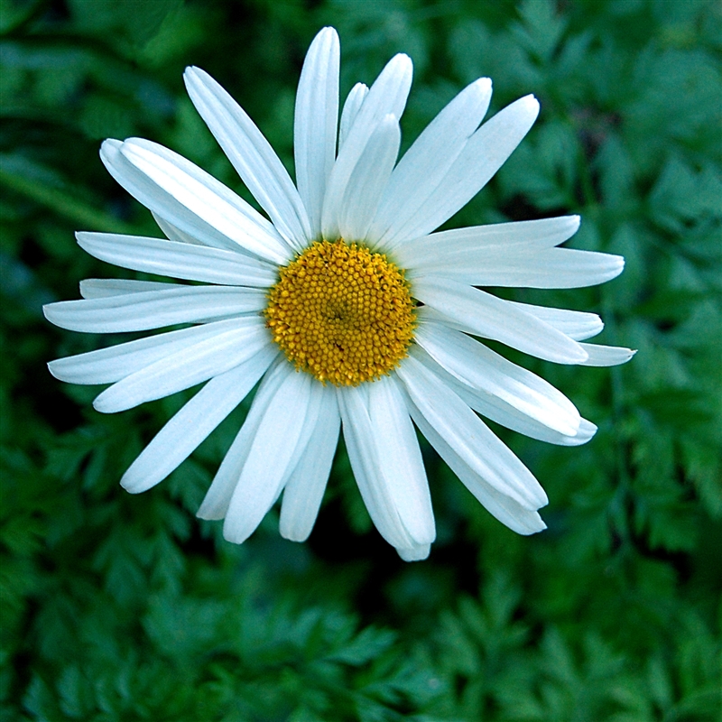 Capadia Designs: Photo Tips for Flowers and Fireworks