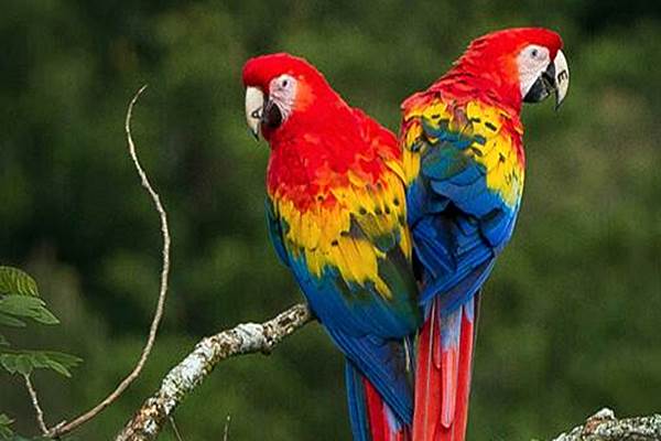 10 Burung Tercantik di Dunia Tak Pernah Tergantikan Hingga Sekarang