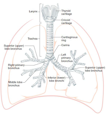 NOTA KEDOKTERAN: Sistem Respiratori dan Pengenalan Tentang Pneumotoraks