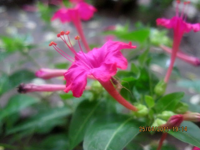 My Nature Clicks: Anthi Mantharai Flower with Spider