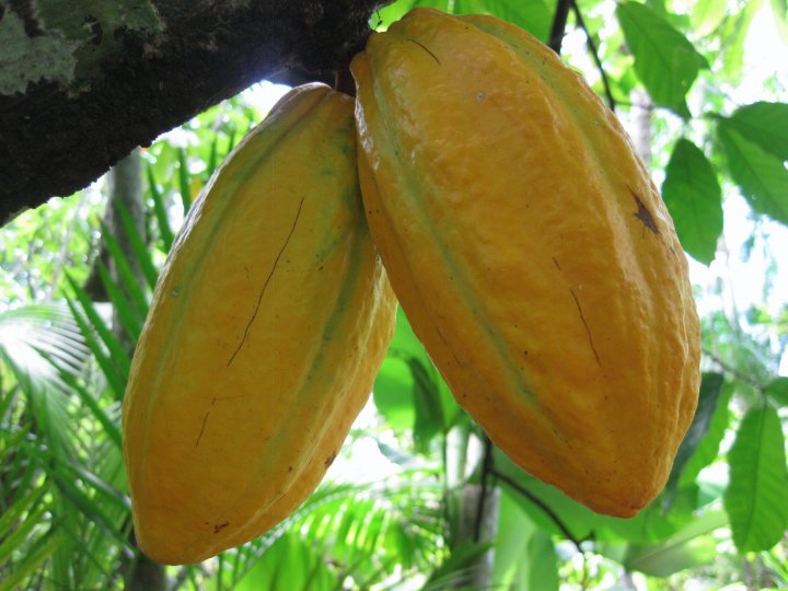 DIÁRIO COM A NATUREZA: 11 DE JULHO - CACAUEIRO - CACAU - FRUTO ...