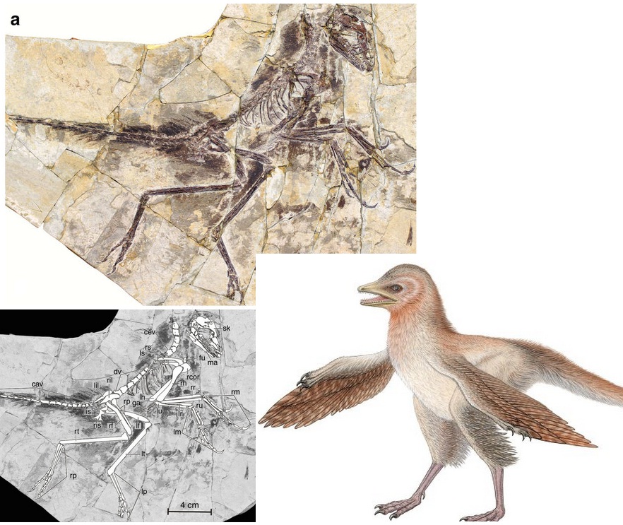Species New to Science: [Paleontology • 2013] Eosinopteryx brevipenna ...