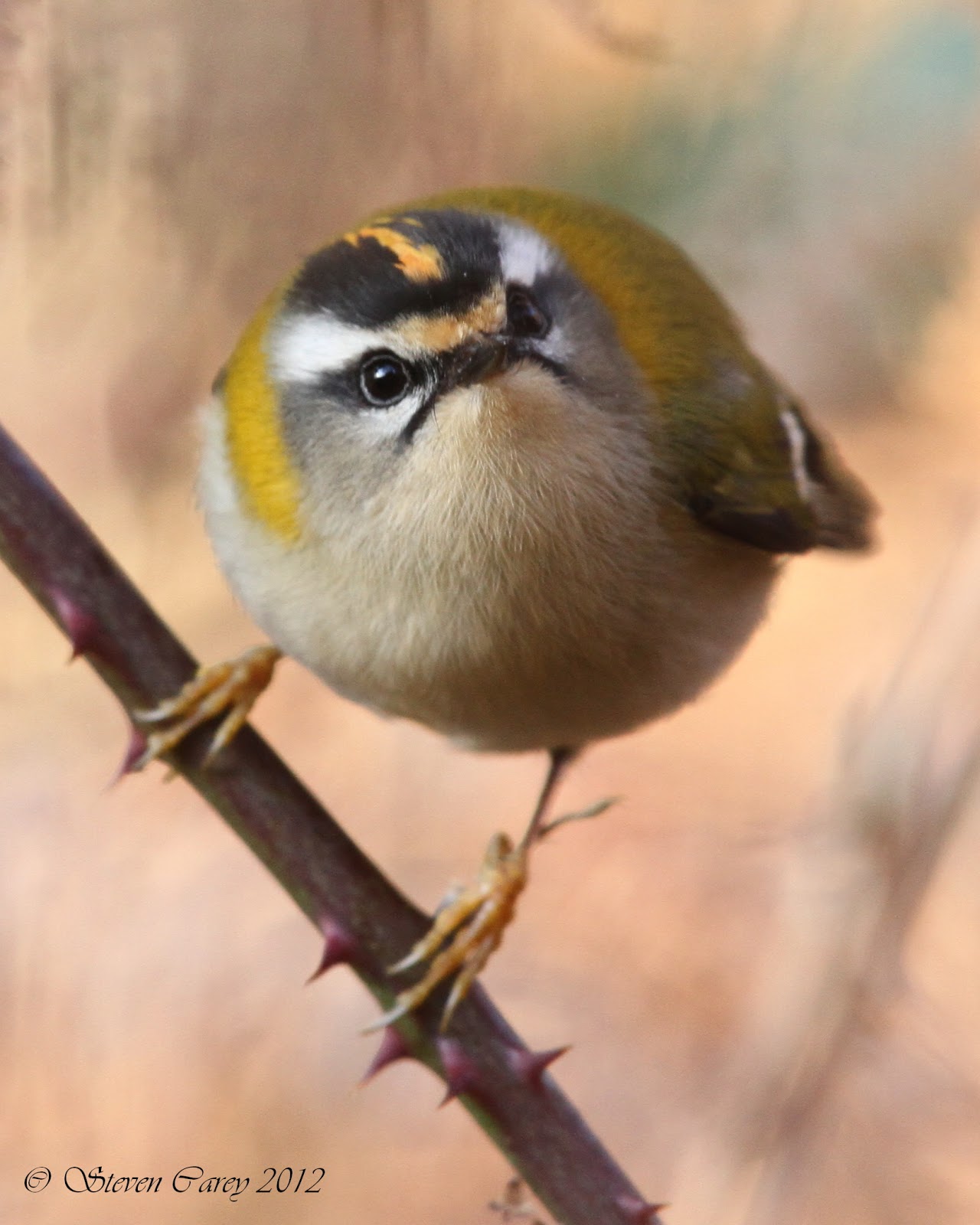 Steve Carey Bird Photography: Firecrest (Regulus ignicapilla)
