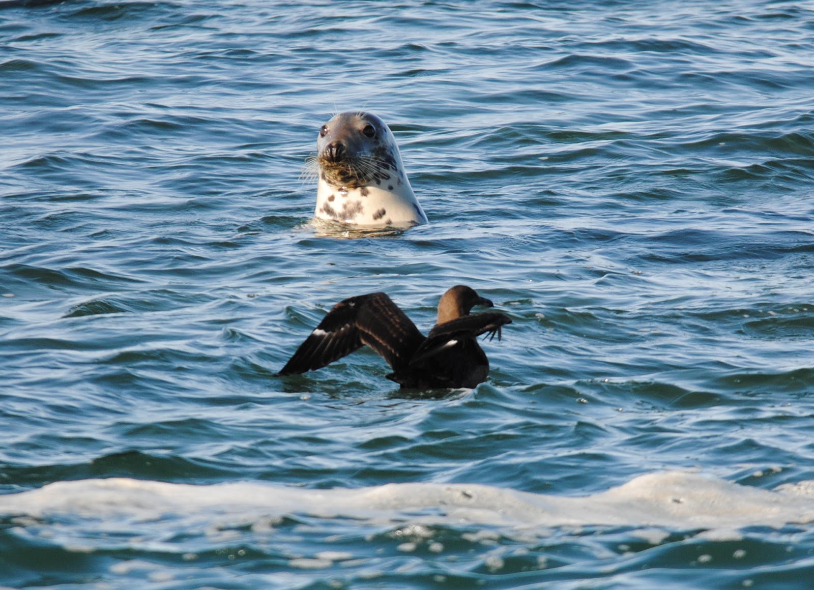 Bonxie (Great Skua) - Serenity Farne Islands Boat Tours and Trips