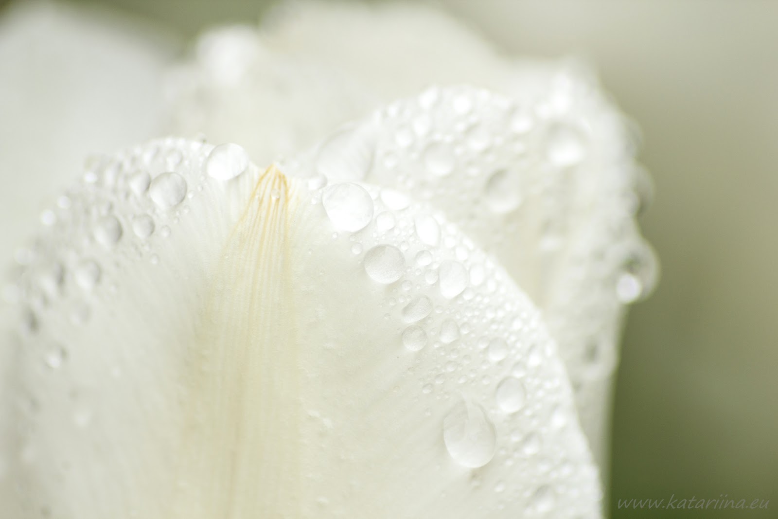 Katariina kudugurmee: Valge vest.