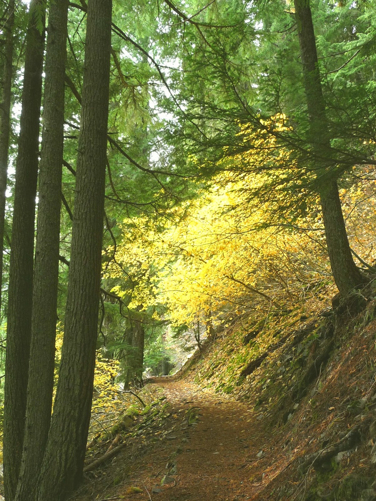 Visit Rainier: Top 10 Spring Hikes at Mt. Rainier