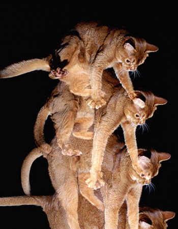 VIDA A NASCER!: VIGÉSIMA SÉTIMA HISTÓRIA INFANTIL