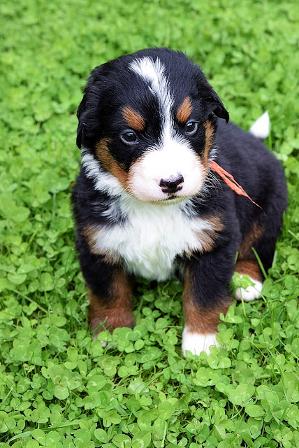 BERNER SENNENHUND WELPEN - einfach zum Liebhaben