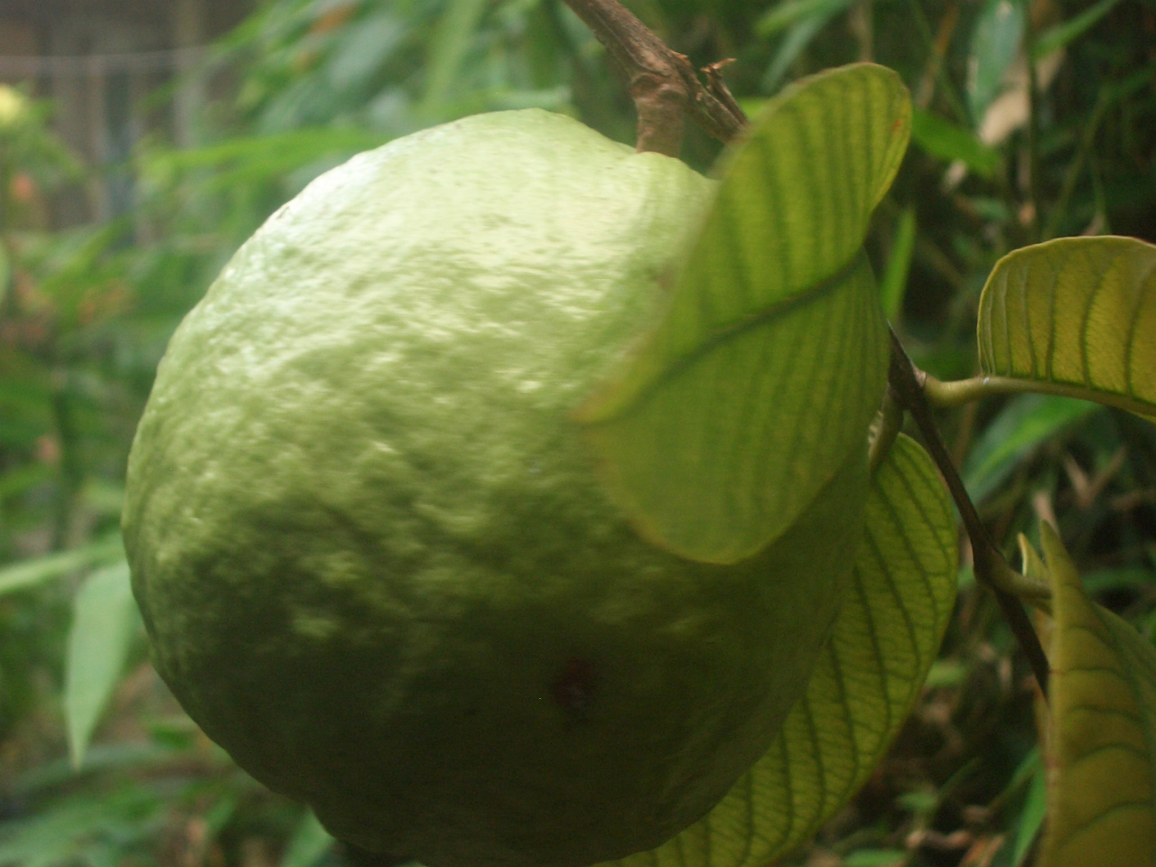 Sedia Jambu Batu Merah