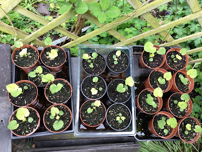 Elizabeth Baines: Ruminating and germinating