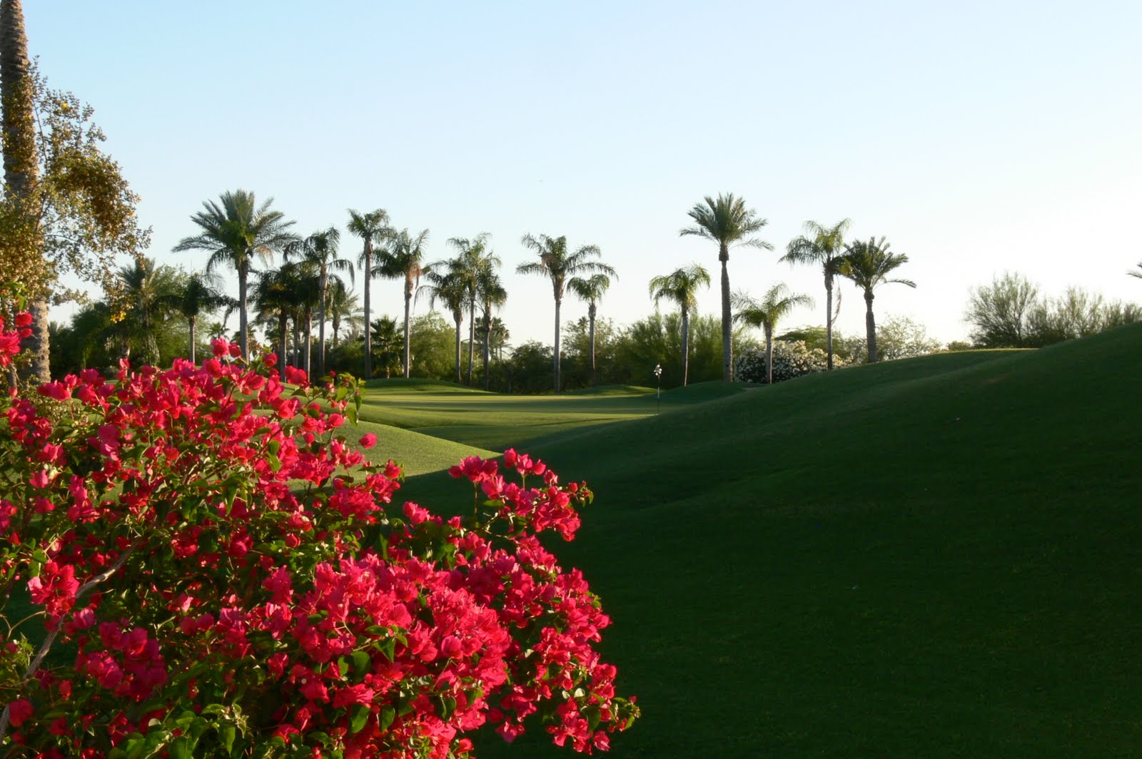 Scottsdale Daily Photo: Photo: Golf Course with Pink Flowers