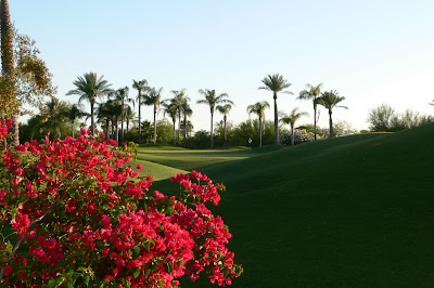Scottsdale Daily Photo: Photo: Golf Course with Pink Flowers