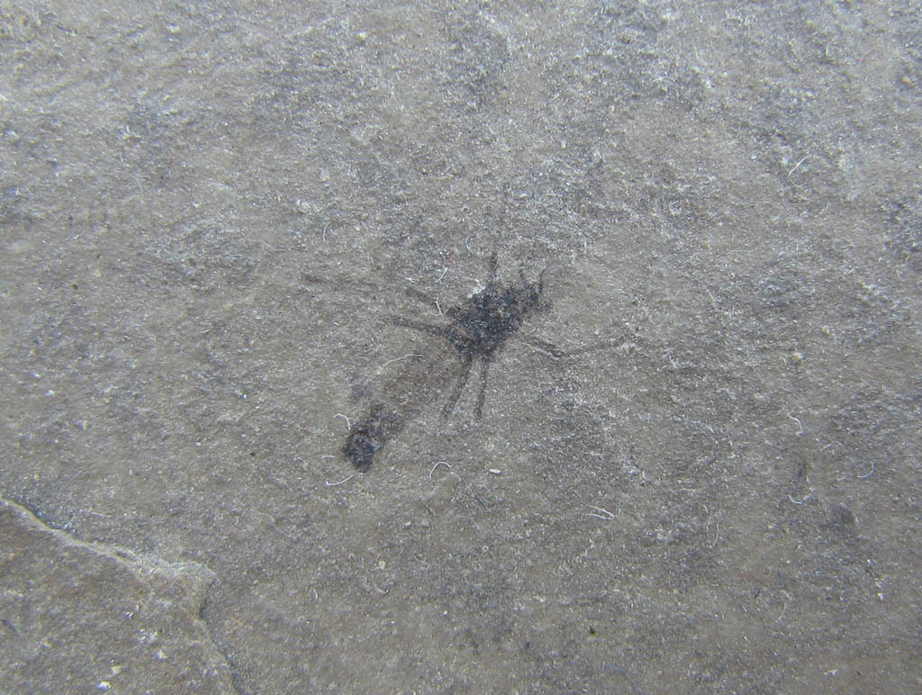 Views of the Mahantango: Jurassic insects from China?