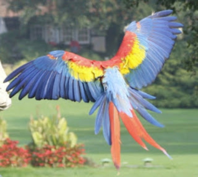 Vampiro Erudito: Guacamaya