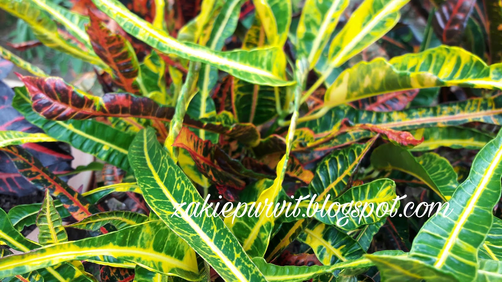 TITISAN NURANI: Warna-warni dedaun