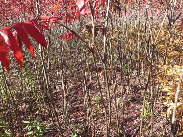 Tom's Blog: Prairie recovery after sumac eradication