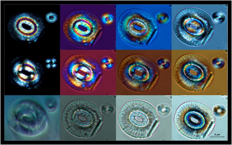 Paleontología y Evolución en la UCM: La helada relación entre el mar de ...