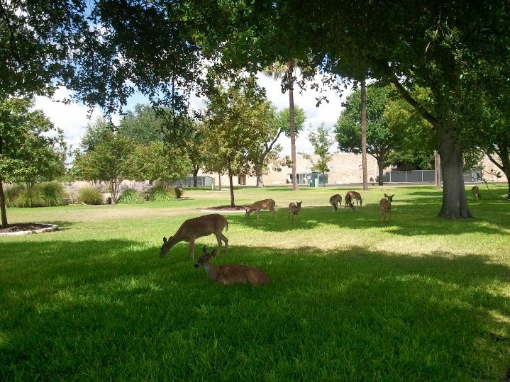 Bob & Debbie's Next BIGGS Adventure: The Quadrangle on Fort Sam Houston ...