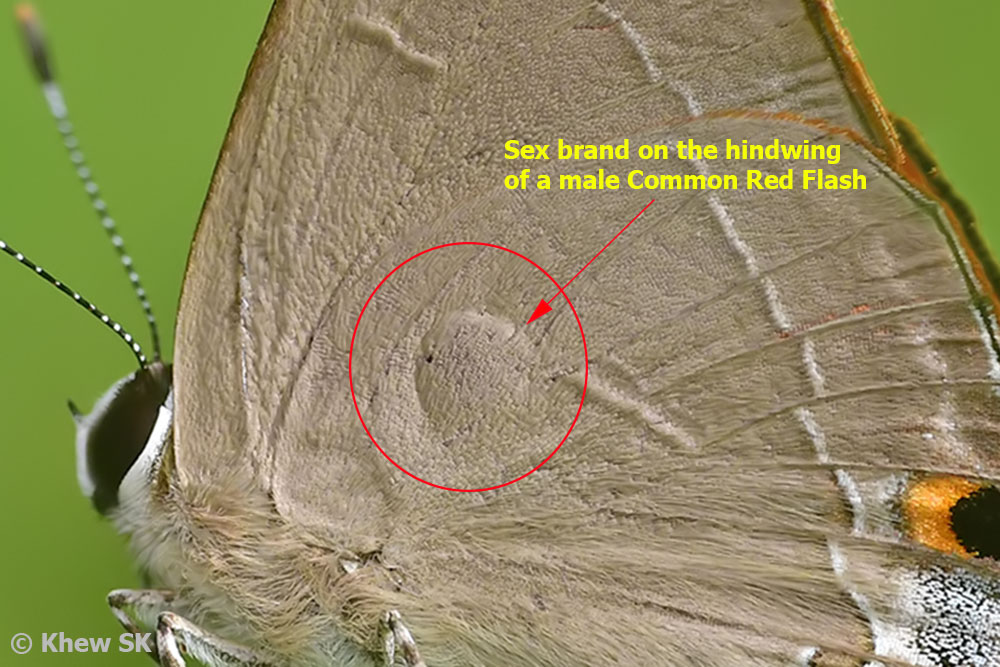 Butterflies of Singapore: Butterfly Anatomy - Part 4