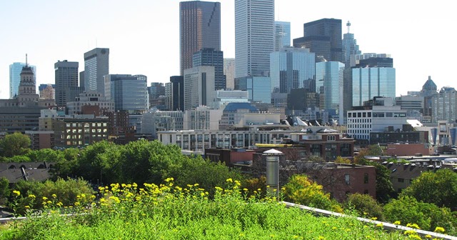 Maximizing Progress: More Greenroofs ~ Inspiring Arboria Upstairs!