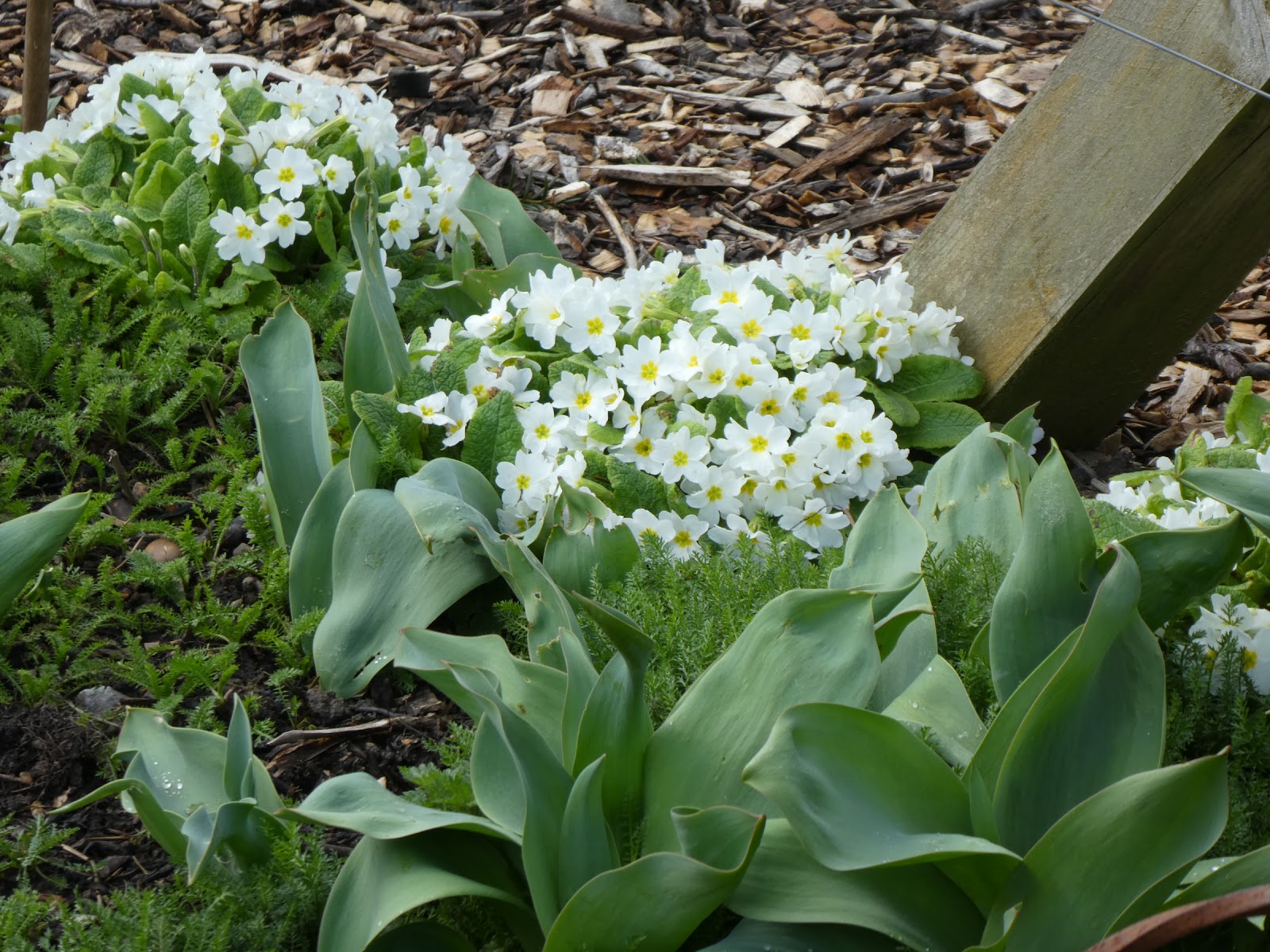 Jane's Journal: Spring has sprung