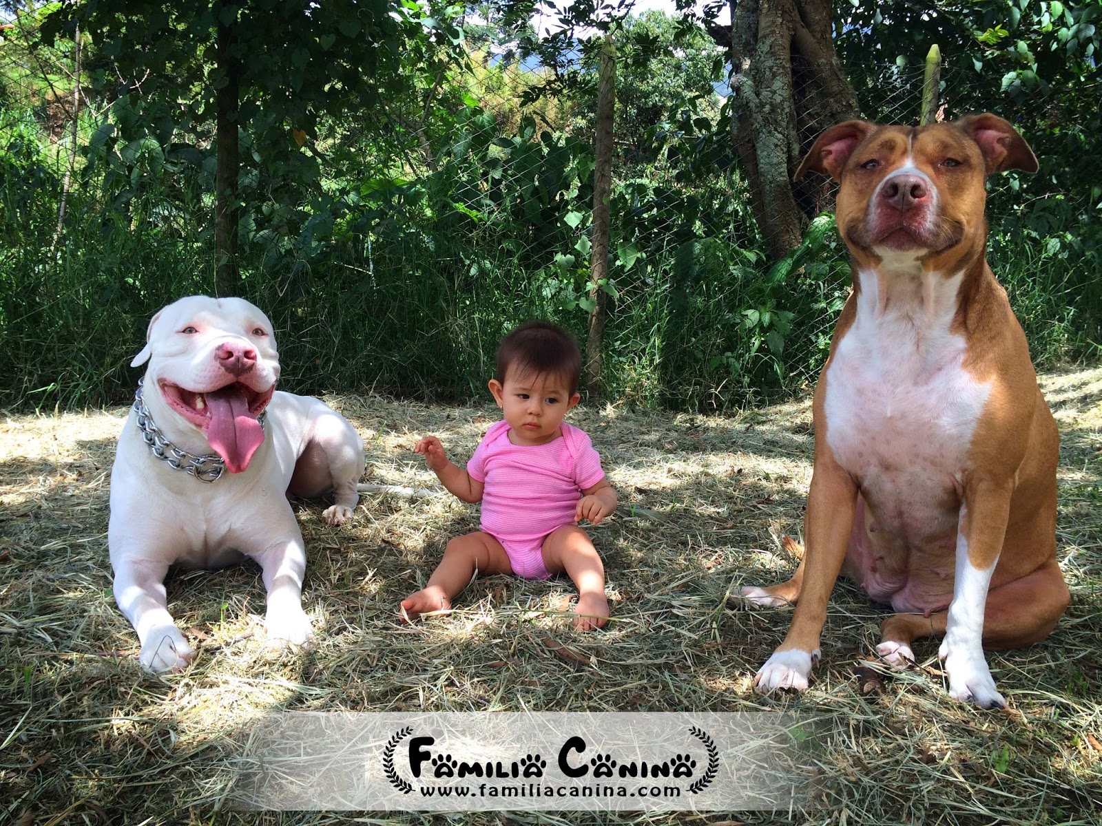 Familia Canina: Bebes & Pit Bulls